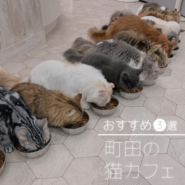 【2021最新】町田でおすすめの猫カフェ3選！可愛い猫達に癒されよう＜PR＞ – lamire [ラミレ]