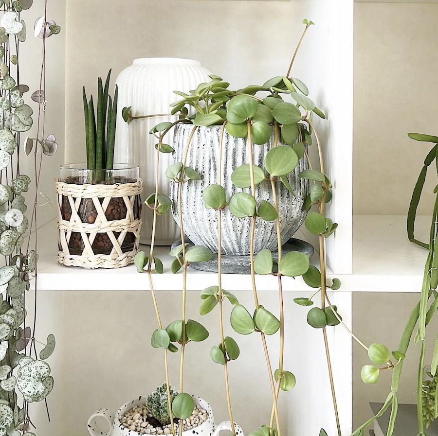 ”魅せる”インテリアとしても使える 【3COINS】の「グラス・トレイ」がオシャレ – lamire [ラミレ]